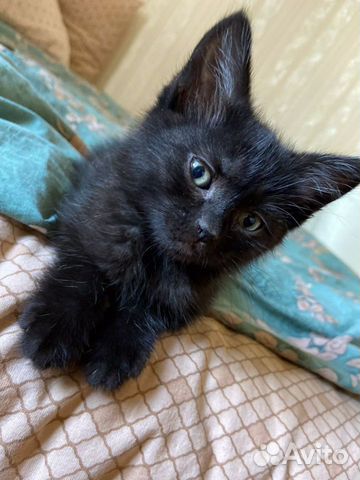 Котёнок чёрная девочка пантерка 1,5 мес