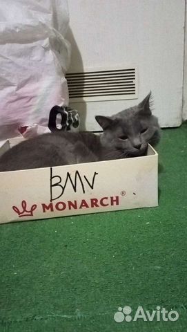 Кошка одам даром мне кошка не нужна иза алерги