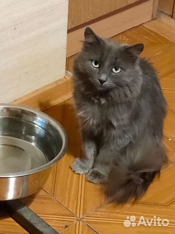 Кошки в добрые руки бесплатно