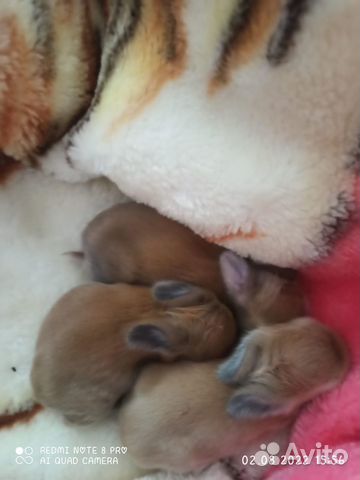 Декоративные крольчата