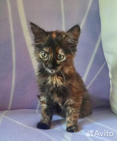 Котенок девочка в добрые руки