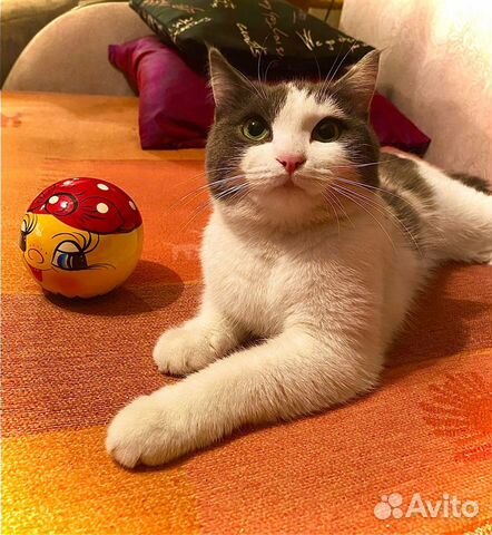 Кошка