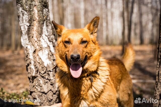Собака Фред в добрые руки