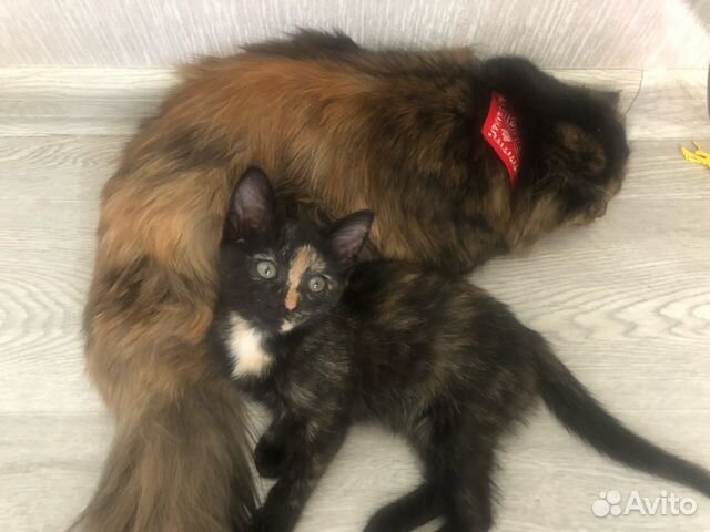 Котёнок (3 месяца)