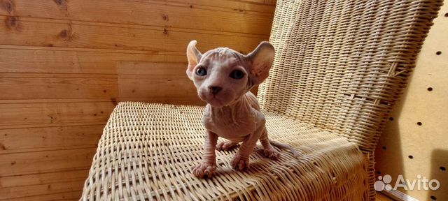 Эльф котик