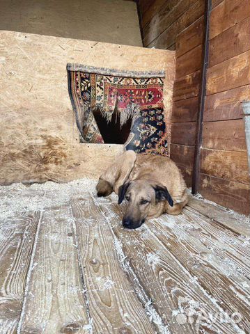 Тиффани в поисках семьи