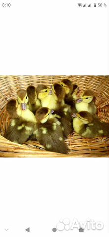 Индоутята домашние