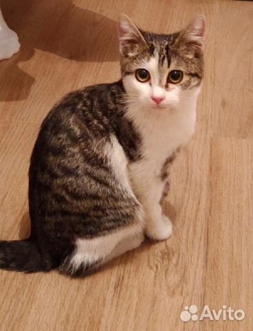 Кошка 4-5 месяцев. Ищем старых или новых хозяев