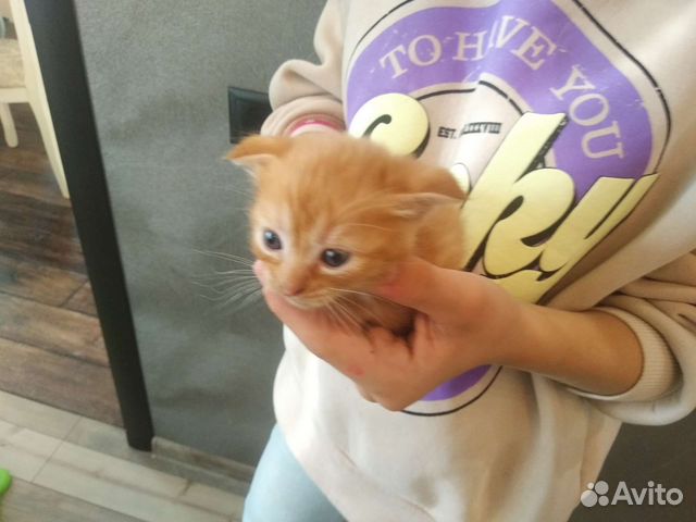 Британская кошка бесплатно