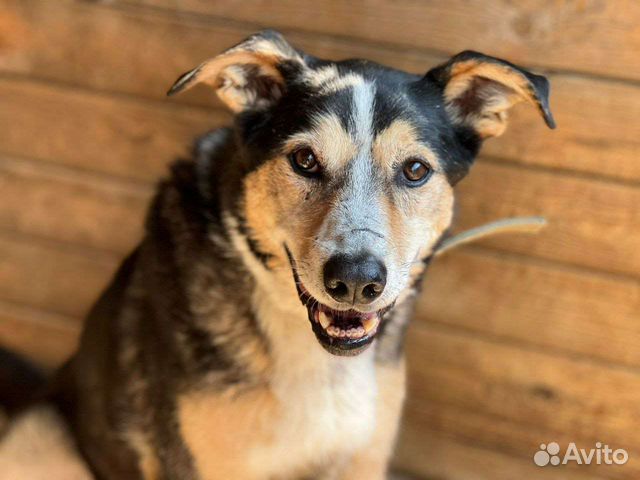 Конор удивительный пес