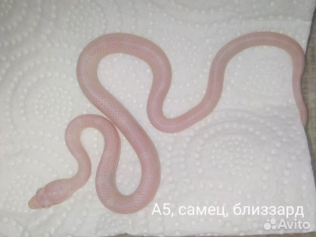 Маисовые полозы продаю