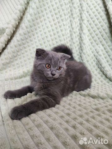 Шотландские котята Готовы к переезду в новый дом