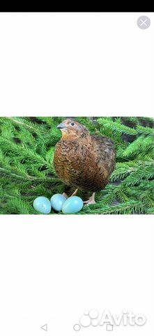 Перепелки селадоны, бролеры подрощенные