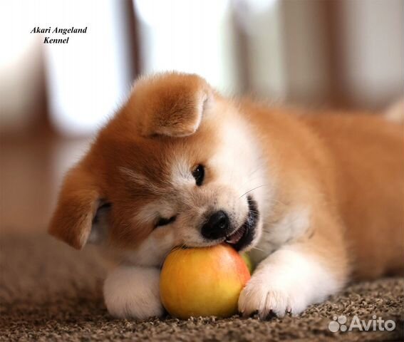 Шикарные Щенки Акита-Ину для ценителей породы