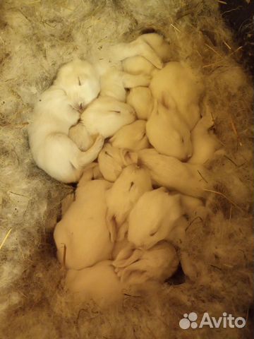 Кролики мясных пород