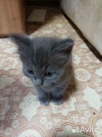 Кошка в дар бесплатно