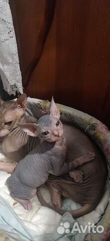 Донской сфинкс котенок 2 мес резинка