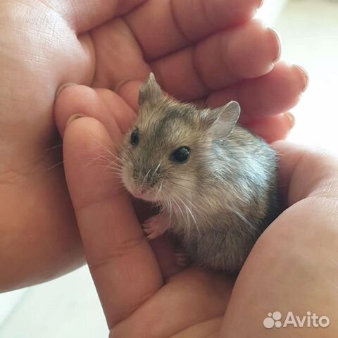 Джунгарский хомяк