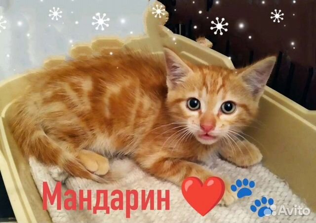 Котёнок Мандарин