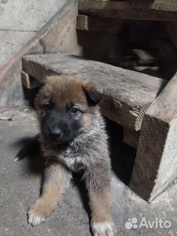 Щенки овчарки и маламута