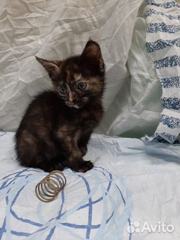 Котенок-девочка 2 месяца