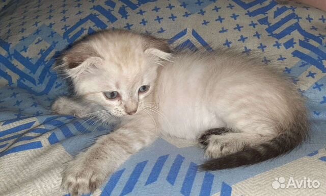 Честер. Чудо-котик в добрые руки