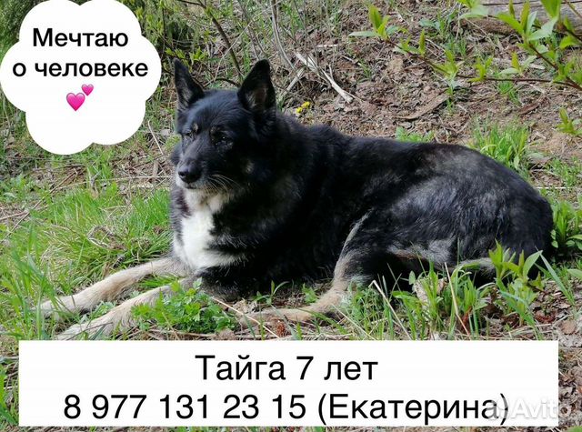 Спасите собаку Умерла хозяйка
