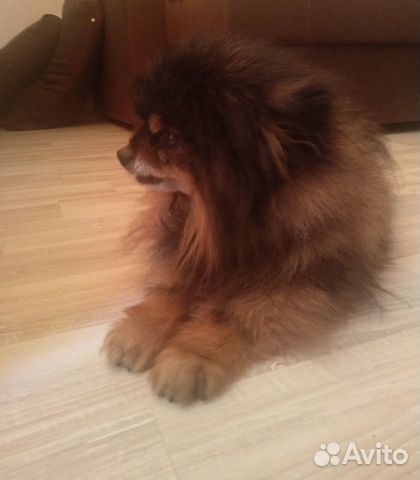 Померанский шпиц mini