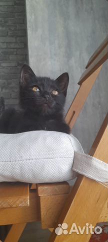 Черный котенок Буся бесплатно