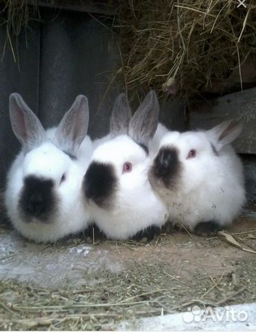 Колифорнийские кролики