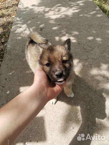 Собака лайка