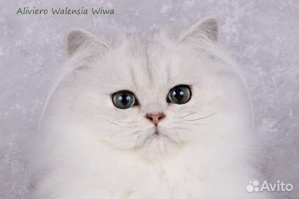 Британская серебристая малышка Валенсия