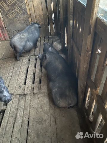 Вьетнамский вислобрюхий хряк, поросенок