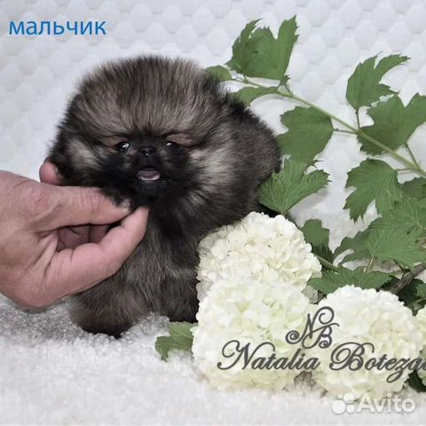 Померанский шпиц девочки и мальчик волчьего окраса