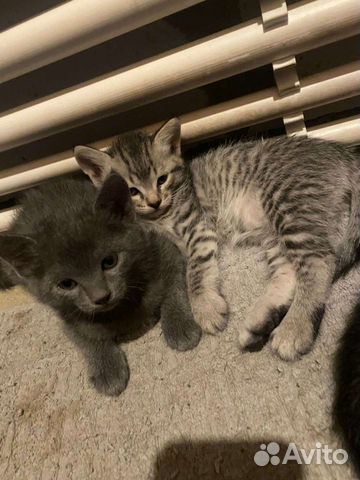 Котята в добрые руки 1 месяц