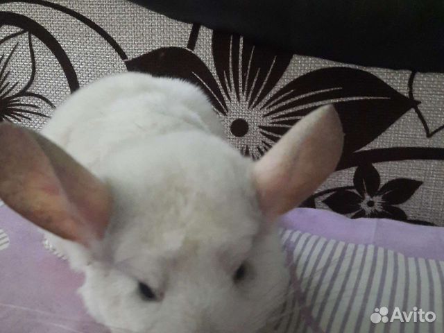 Шиншилла белая