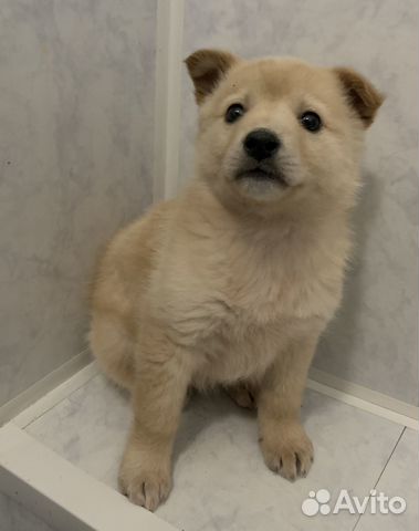 Щенок в добрые руки ответственным людям