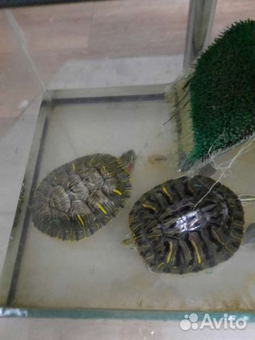 Черепахи красноухие с аквариумом