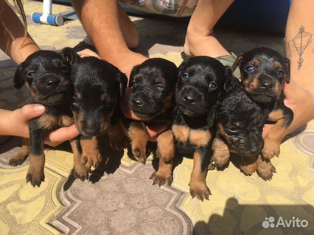 Щенки ягдтерьера