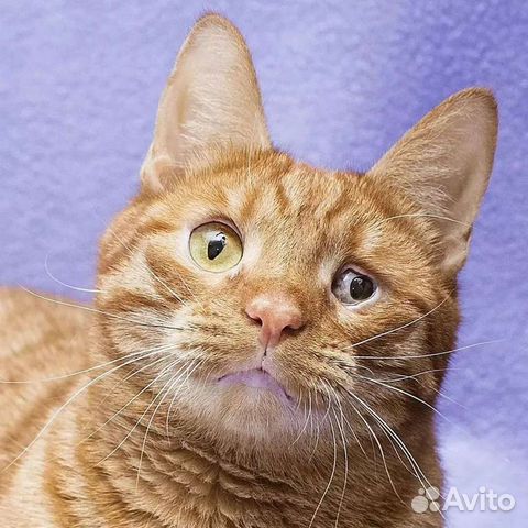 Солнечный Рикки