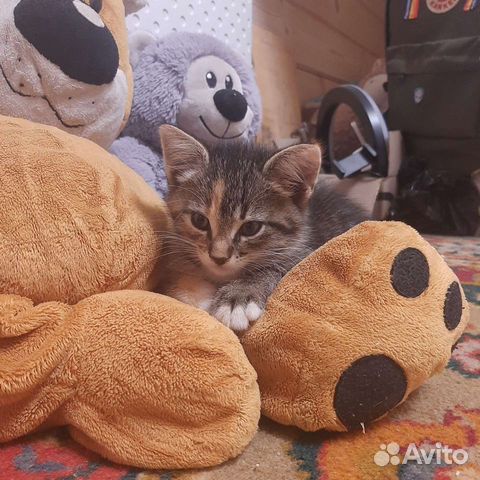Котёнок Лисёша в добрые руки