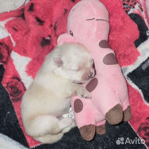 Минюшечка кукольная голубоглазка малышка