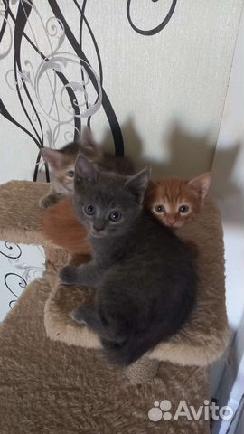 Русская голубая отдам