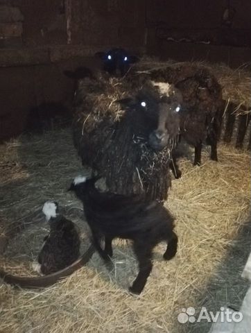 Домашнее подворье