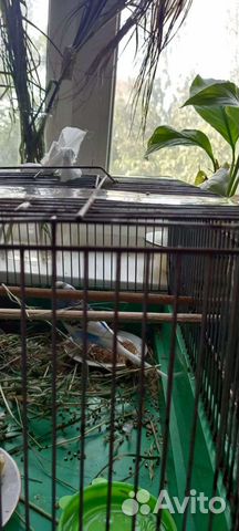 Волнистый попугай