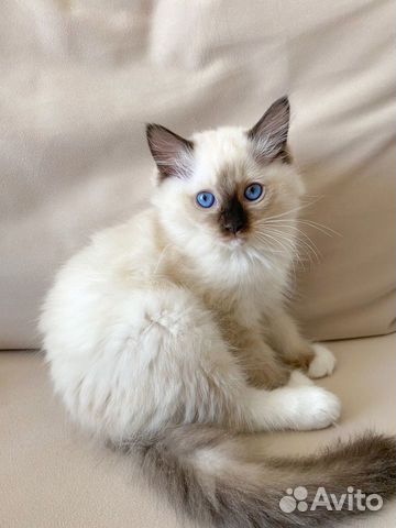 Котененок рэгдолл девочка