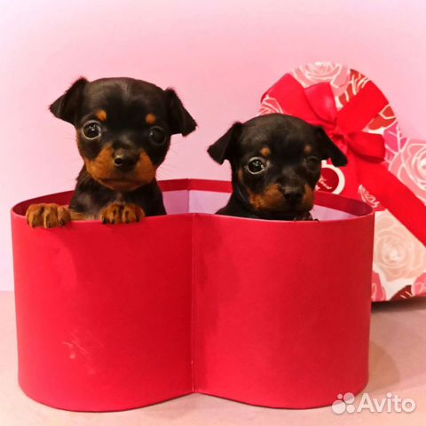 Русский той малыши РКФ