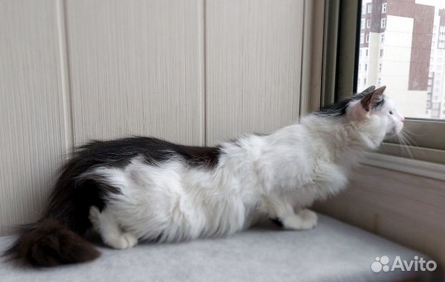 Молодой котик Тоша, в дар