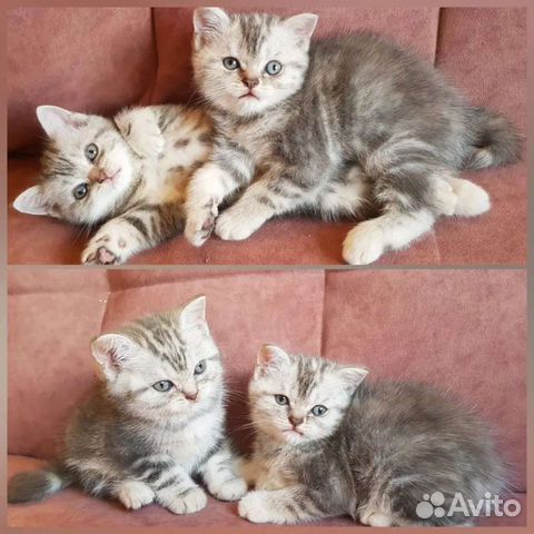 Шотландские котята