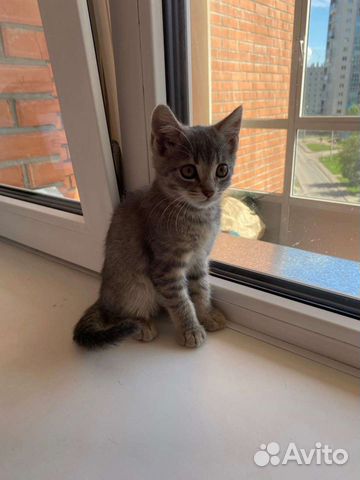 Отдам котенка метис британец